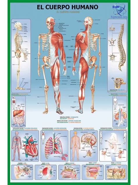 Laminas Del Cuerpo Humano Laminas Educativas Del Cuerpo Humano