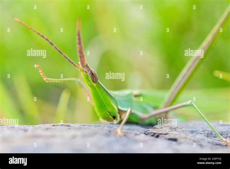 Grasshopper Face A Close Up Of A Grasshoppers Face Premium