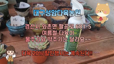 대구성암다육농원 여름철 다육이 물주기와 약주기는 달라요~~ Youtube