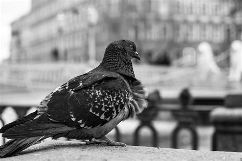 Черный Голубь Картинки – Telegraph