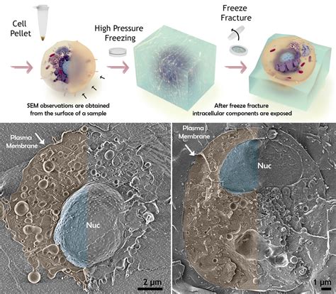 Electron Microscopy Cryo Sem Life Science Chemical Research Support