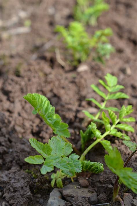 Sowing Parsnips Greenside Up