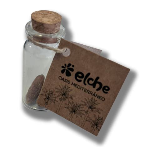 Planta Tu Palmera De Elche Visitelche