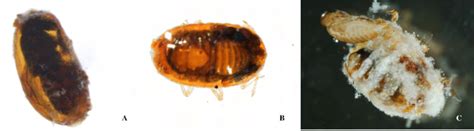Dysmicoccus Sp Y P Barberi Parasitados Se Observa Al Interior A Download Scientific