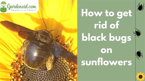 How To Get Rid Of Tiny Black Bugs On Outdoor Plants At Marsha Shain Blog