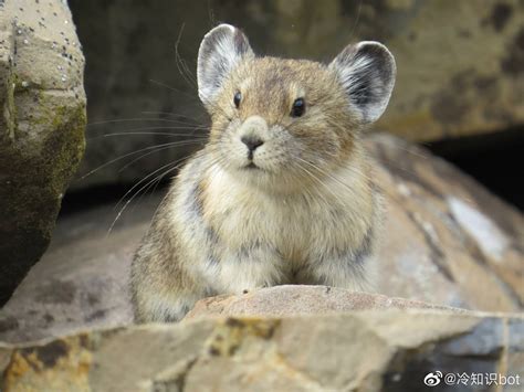 鼠兔的英文叫pika Rweiboone