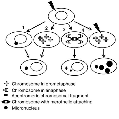 Scheme Of Micronuclei Formation Various Factors Affectt Ing The Cell