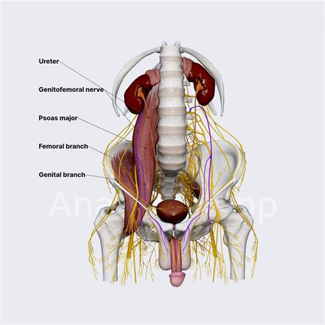 Genitofemoral Nerve Anatomyapp