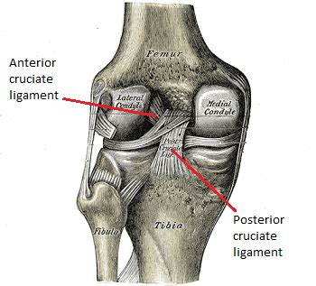 Intercondylar Notch
