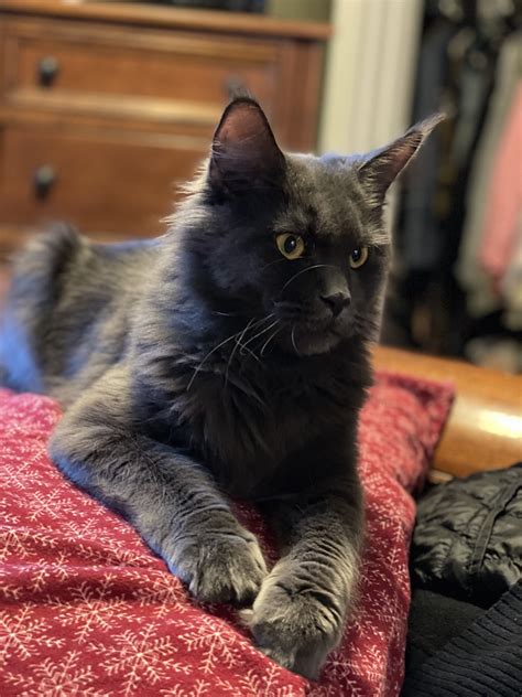 A Small Cattery Added A New Photo A Small Cattery