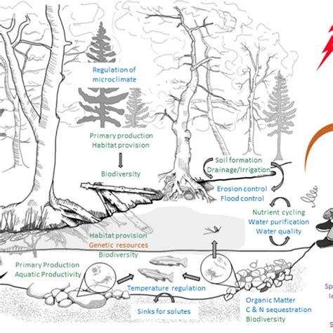 Abundance Of Carabid Beetles In Various Riparian Types A Number Of