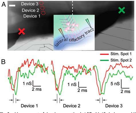Figure 1 From Nanowire Transistor Arrays For Mapping Neural Circuits In