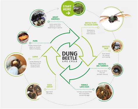 Scarab Beetle Life Cycle