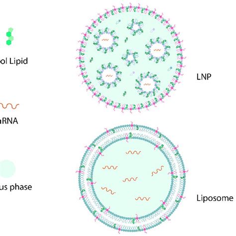 Comparison Between The Advantages And Disadvantages Of MRNA Vaccines Download Scientific Diagram