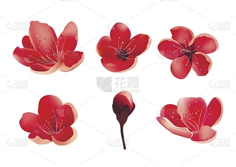 樱花花朵孤立。樱桃树素材 花瓣网