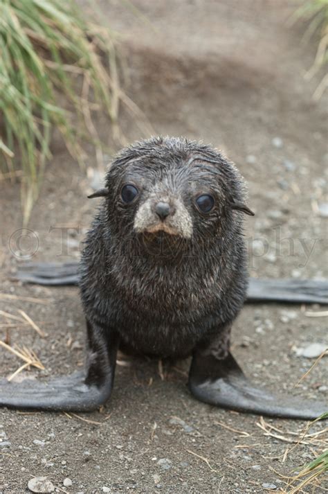Fur Seal Pup