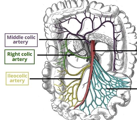 Acute Mesenteric Ischemiawhat To Know
