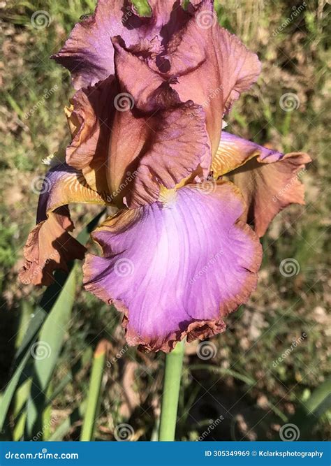 Gorgeous Lavender Mauve And Amber Tall Bearded Iris With Yellow Beards Stock Image Image Of