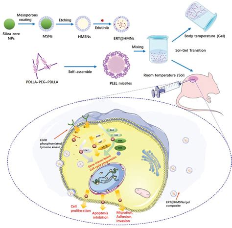 Injectable Thermosensitive Hydrogel Containing Erlotinib‐loaded Hollow Mesoporous Silica