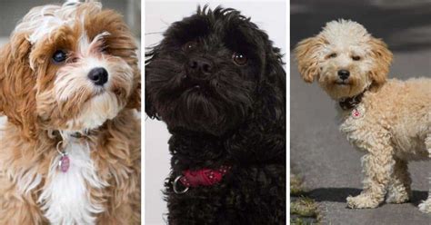 Cockapoo Breed Info Cocker Spaniel Poodle Mix