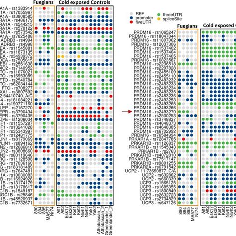 non coding variants of a panel of 28 genes involved in bat functional