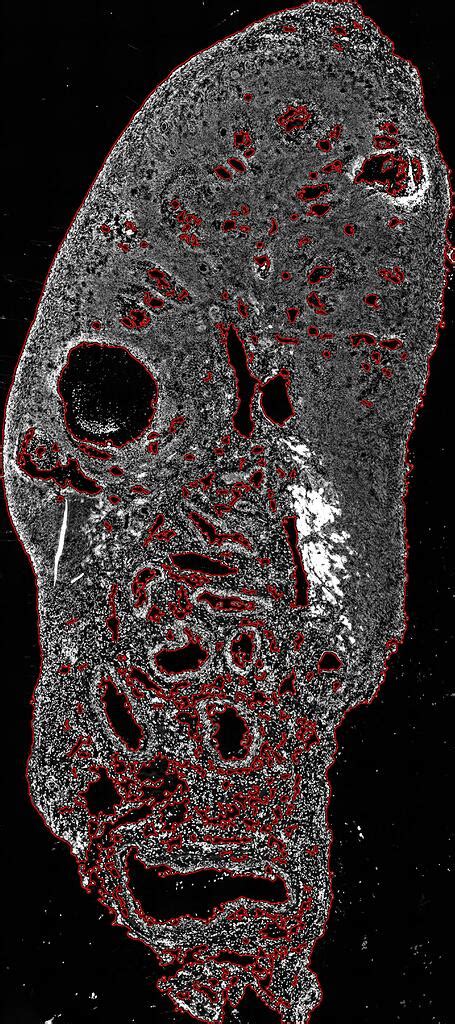 Running Classifier With Script And Saving The Annotations As Image Overlay Image Analysis