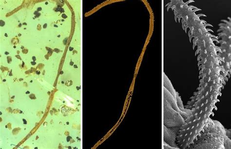 The First Tapeworm Was Discovered In Amber Atlas Obscura