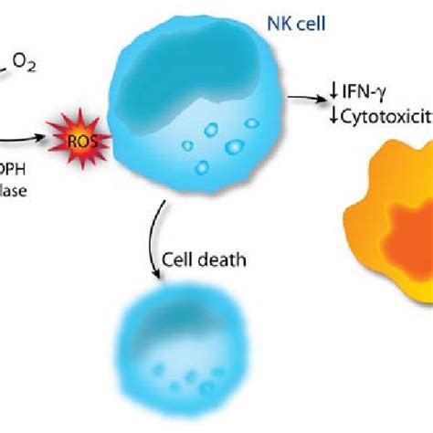 Routine Immunologic Function Evaluation In 74 Bcgosis Bcgitis Patients Download Table