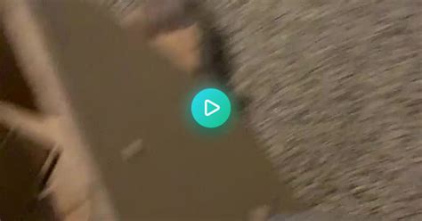 Cut Some Holes In An Old Mattress Box To Position My Ferrets Tunnel