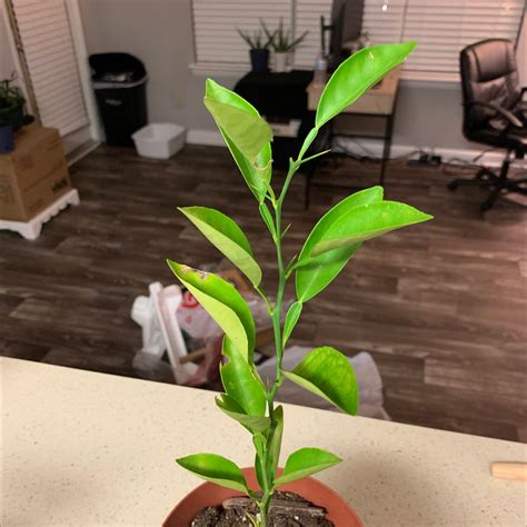 🍊 Propagating Pomelo Step By Step Guide