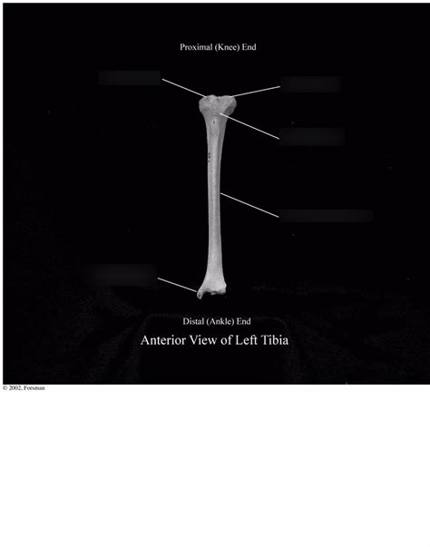 Anterior Tibia Diagram Quizlet