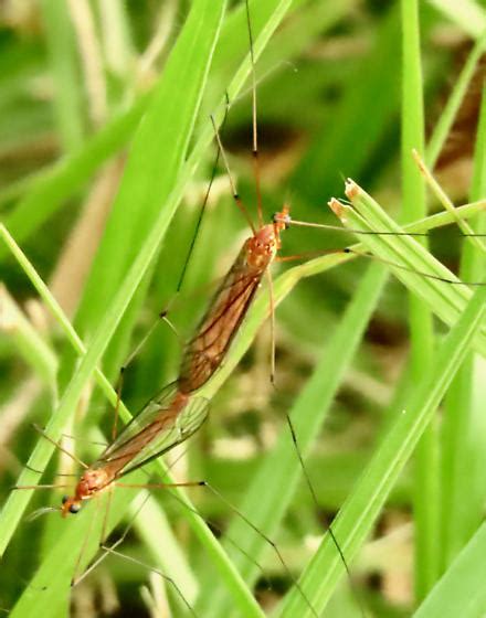 Mating Bugs BugGuide Net