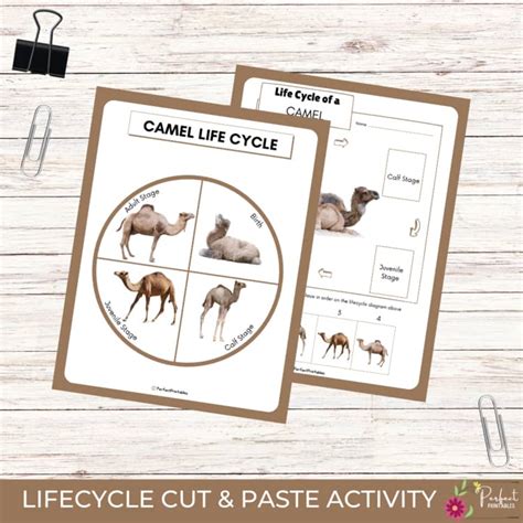 Life Cycle Of A Camel Worksheet Desert Animal Unit Study With Fun Facts