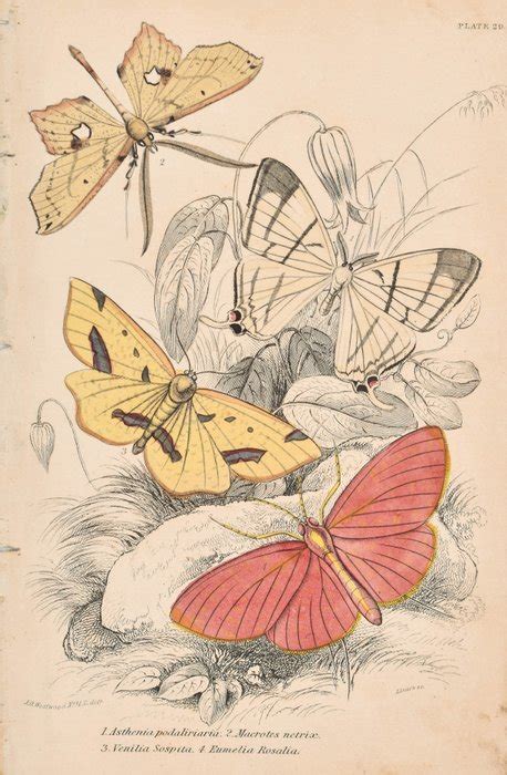 Daniel Lizars Jr 17931875 Four Butterflies Plate 29 Jardines Naturalist Library
