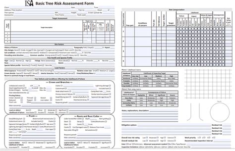 Tree Safety And Condition Reports Treecology