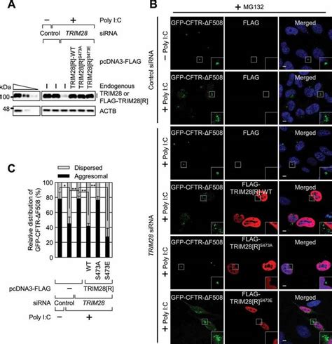 Trim28 Functions As A Negative Regulator Of Aggresome Formation Pmc