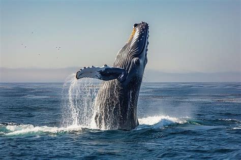 A Whale With Its Head Sticking Out Of The Water And The Tail Is Sticking Out Of The Water