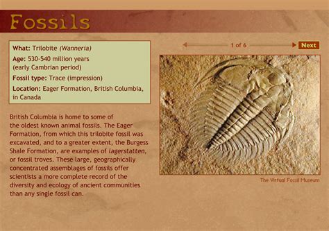 Module Investigating Fossils