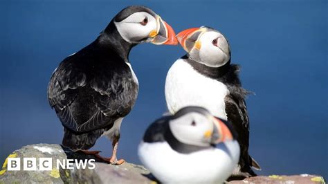 Atlantic Puffin Predators Atlantic Puffins Gj Travel