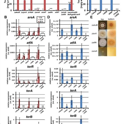 Terrein Biosynthesis Gene Cluster Activation Under Nitrogen Starvation