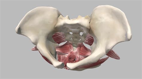 Female Pelvic Floor Muscles Buy Royalty Free 3d Model By Aimee Hutchinson Aimeehutchinson