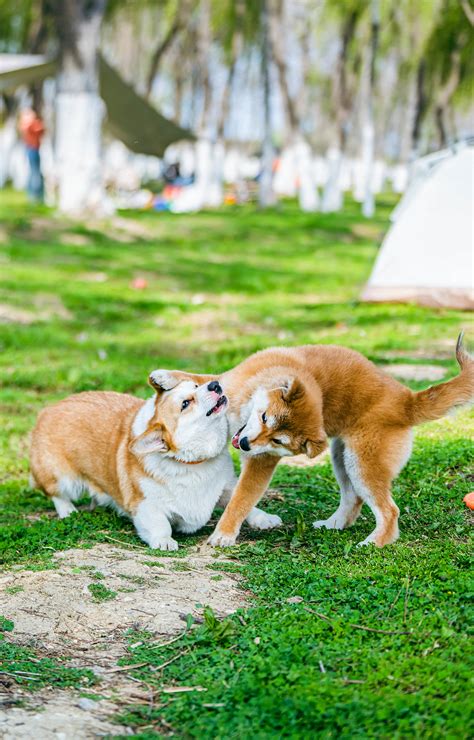 小八嘎与小柯基爱摄影的小强 站酷zcool