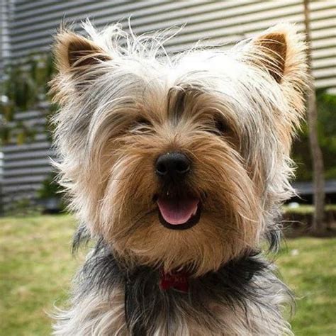 Sofía Pérez Vanegas Youtube