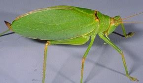 Grasshoppers And Katydids Of Kentucky University Of Kentucky Entomology