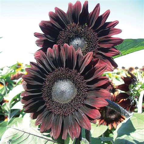 Papaws Garden Supply Pro Cut Red Sunflower Seed 20 Ct