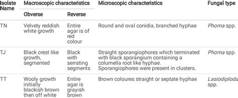 Growth Of Endophytic Fungi Isolated From Stem Of Tinospora Cordifolia Download Scientific Diagram