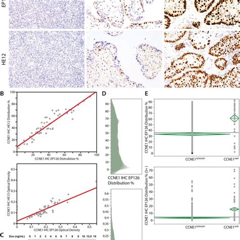 Multi‐step Ccne1 Ihc Assay Standardisation A Ihc Controls For 2