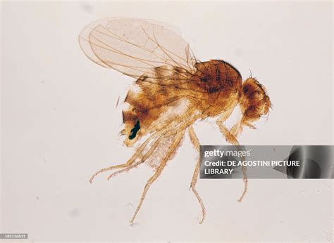 Fruit Fly Female Seen Under A Microscope Drosophilidae News Photo