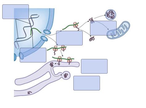 Fig 37 Protein Synthesis Diagram Quizlet