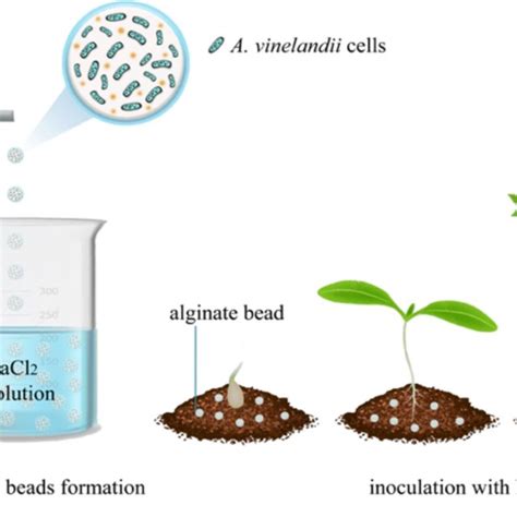 Representation Of Encapsulation And Inoculation With A Vinelandii In